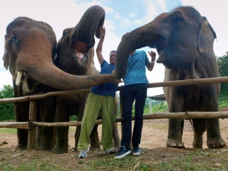 From Delhi: Sunrise Taj Mahal Tour With Elephant SOS - FAQ