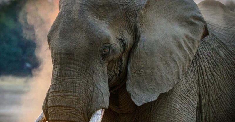 From Delhi: Taj Mahal, Agra Fort & Elephant Centre Tour - Key Points