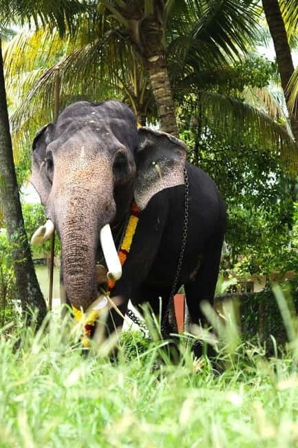 From Delhi: Taj Mahal & Agra Tour & Elephant SOS & 5*Lunch - FAQs