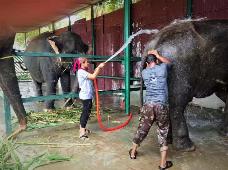 From Delhi: Taj Mahal & Agra Tour with Elephant Wildlife SOS - Practical Tips & Considerations