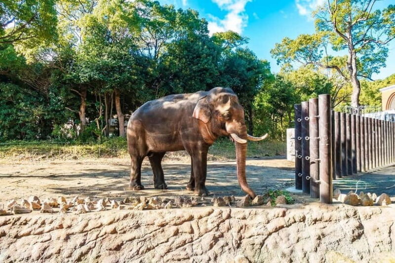 From Delhi: Taj Mahal Sunrise, Agra Fort & Elephant Tour - FAQ