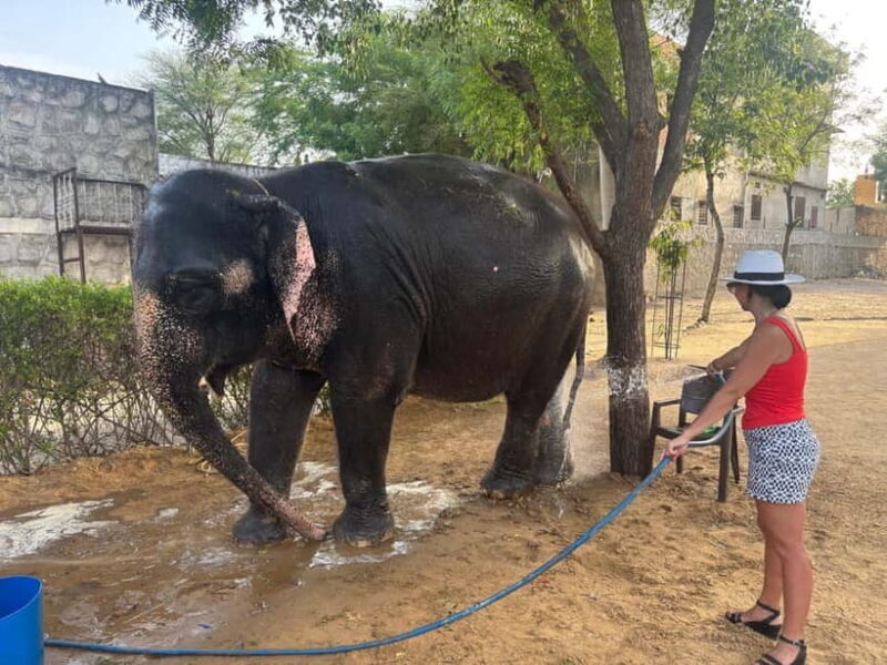 From Delhi: Taj Mahal Sunrise and Elephant Conservation Tour - Visiting the Elephant Sanctuary