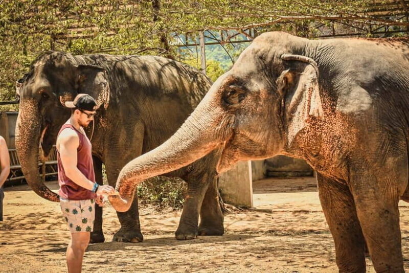 From Delhi: Taj Mahal Sunrise & Elephant Rescue Private Tour - An Honest Look at the Experience
