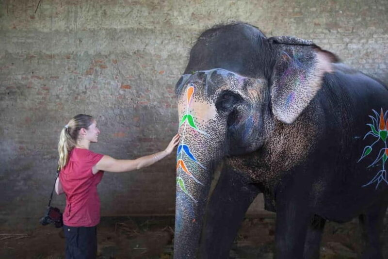 From Delhi: Taj Mahal Sunrise Tour w/ Elephant Conservation - Introducing the From Delhi: Taj Mahal Sunrise Tour with Elephant Conservation
