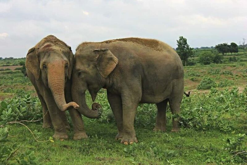 From Delhi: Taj Mahal Sunrise Tour with Elephant SOS Center - Exploring Agra Fort