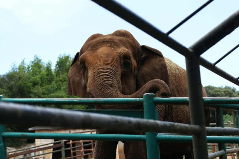 From Delhi: Taj Mahal Tour with Elephant Conservation Centre - Introduction: What You Need to Know About the Taj Mahal & Elephant Conservation Tour