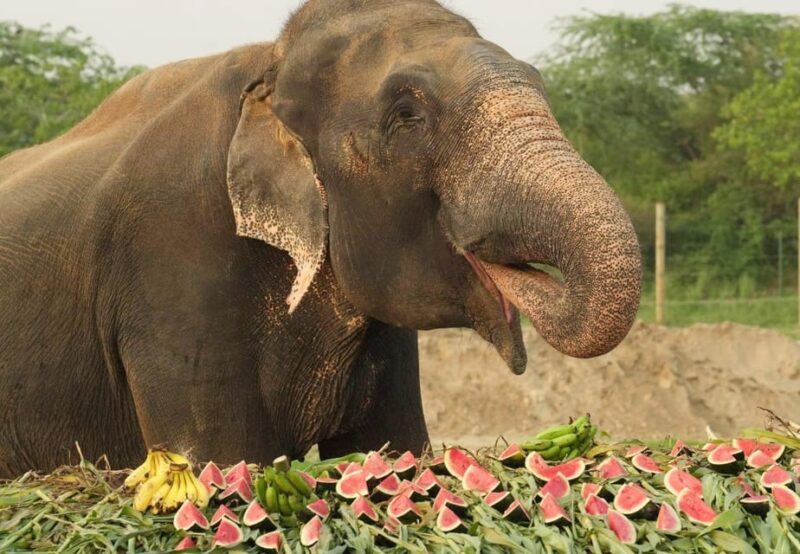 From Delhi: Taj Mahal Tour with Elephant Conservation Centre - Key Points