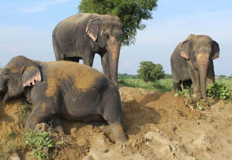 From Delhi: Taj Mahal Tour with Elephant Conservation Centre - What Makes This Tour Stand Out?