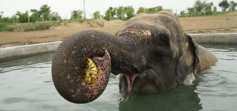 From Delhi: Taj Mahal with Elephant Conservation Centre - Practical Considerations