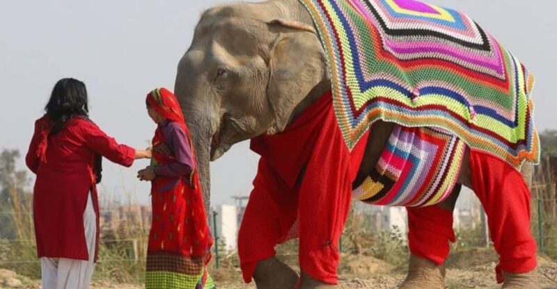 From Delhi: Taj Mahal with Photographer & Elephant SOS Tour - Key Points