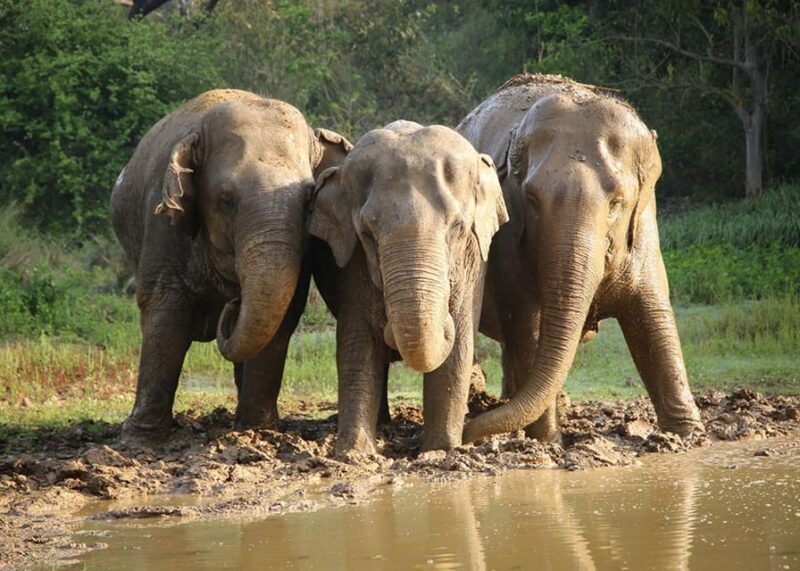From Delhi: Taj Mahal with Photographer & Elephant SOS Tour - Who Should Consider This Tour