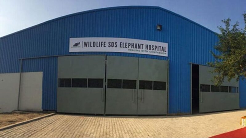 From Delhi: Trip to Taj Mahal, Wildlife SOS and Agra Fort - Practical Details and Considerations