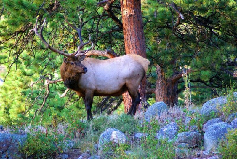 From Denver: Guided Hike in Rocky Mountain National Park - The Trails and Scenic Highlights