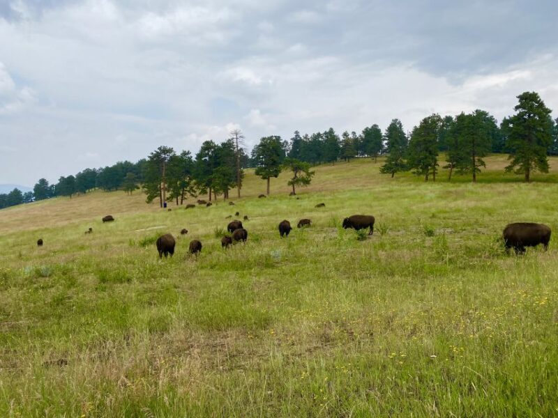 From Denver: Red Rocks and Foothills Half-Day Guided Tour - Practical Details and What to Expect