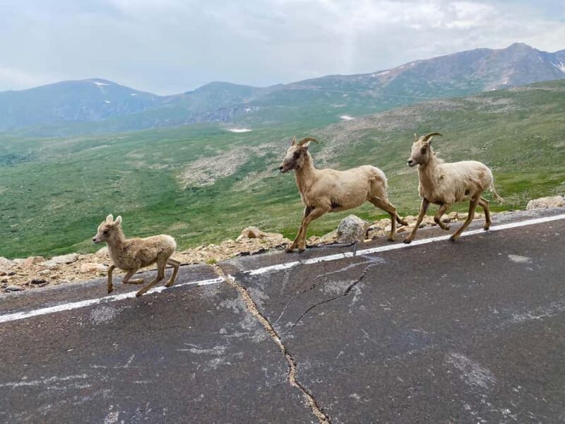 From Denver: Red Rocks and Mount Blue Sky Guided Day-Trip - Exploring Colorado’s Iconic Landscapes: A Closer Look at the Tour