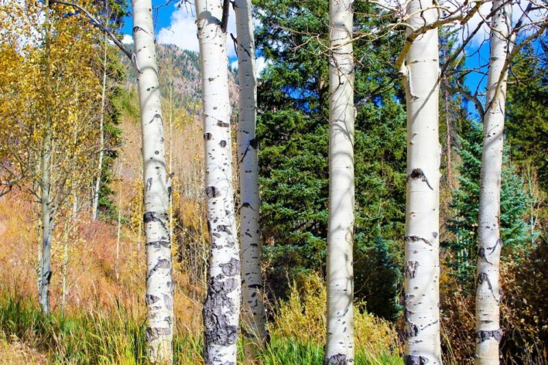From Denver: Red Rocks, Evergreen, and Echo Lake Tour - Practical Tips for Your Trip