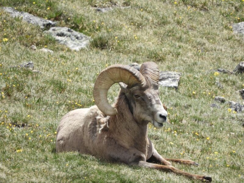 From Denver: Rocky Mountains Jeep Tour with Picnic Lunch - Key Points