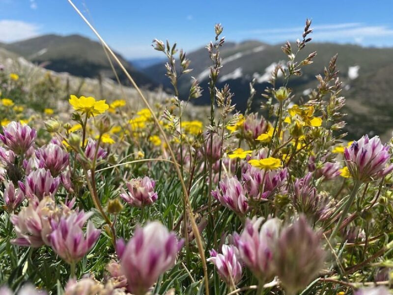 From Denver: Trip to Mount Blue Sky Summit and Glacial Lake - Wildlife Encounters and Wildflowers