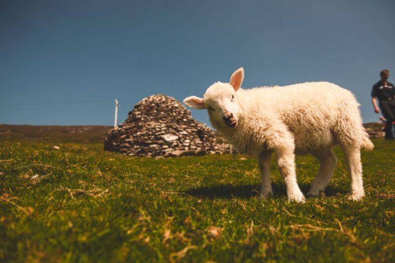 From Dublin: 3-Day Dingle, Killarney & the Wild Atlantic Way - Final Thoughts
