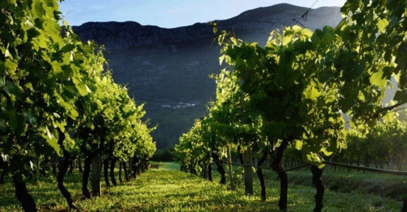 From Dubrovnik Konavle wine tasting tour and Cavtat - Scenic Journey through Konavle Valley
