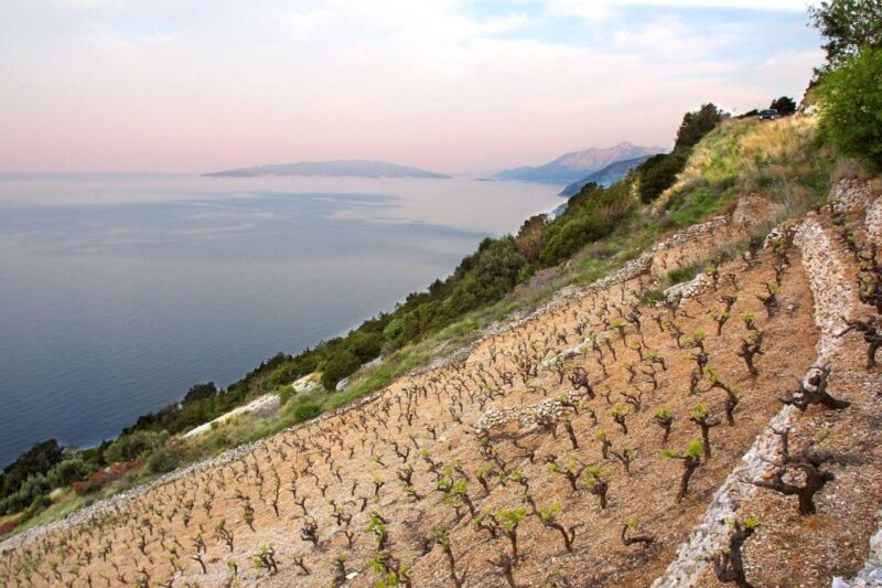 From Dubrovnik Oyster and Wine Tasting Tour in Ston Bay - Who Should Consider This Tour?