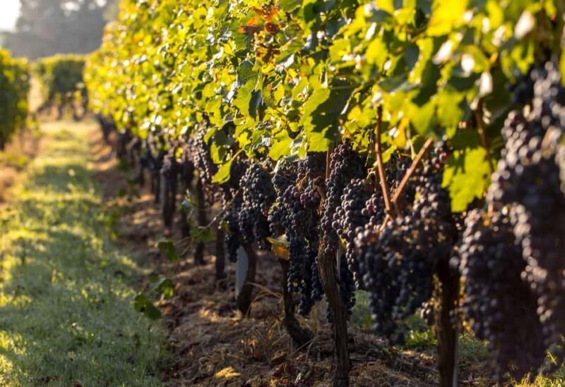 From Dubrovnik: Private Peljeac Wine Region and Ston Tour - FAQ
