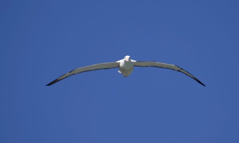 From Dunedin: City, Otago Peninsula & Albatross Guided Tour - Key Points