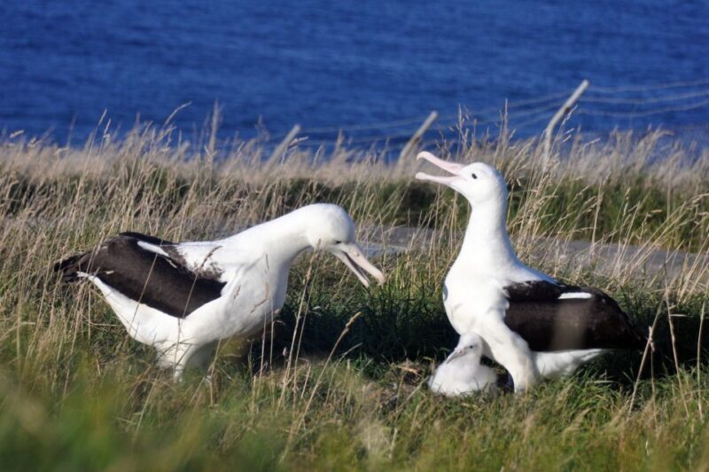 From Dunedin: City, Otago Peninsula & Albatross Guided Tour - An Introduction to the Tour