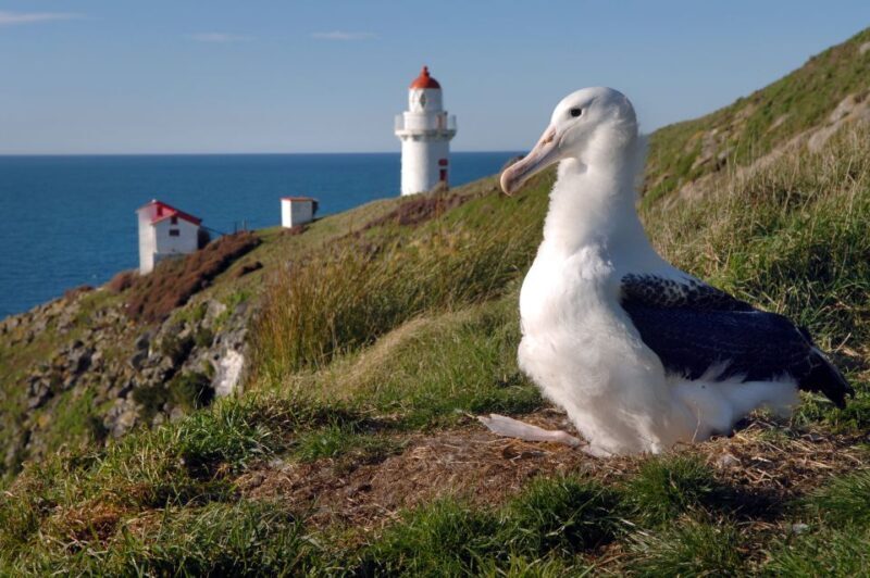 From Dunedin: City, Otago Peninsula & Albatross Guided Tour - Who Will Appreciate This Tour?