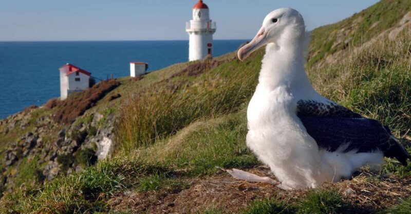 From Dunedin: City, Otago Peninsula & Albatross Guided Tour - FAQ