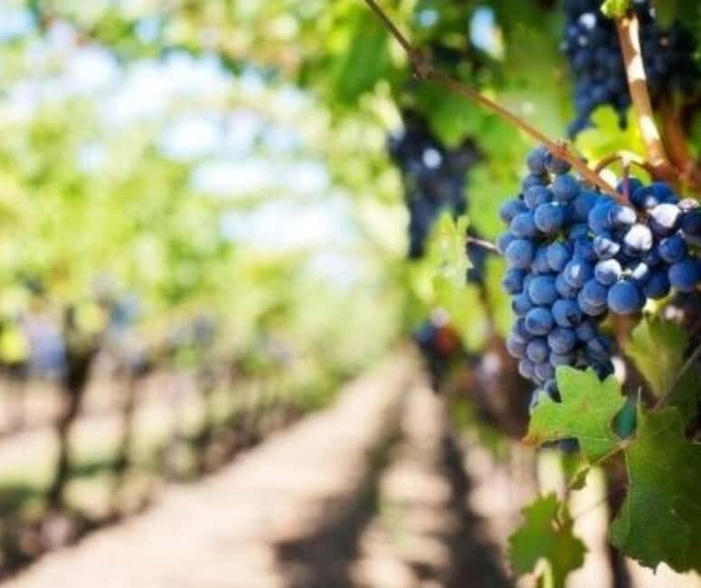 From Durres Golem: Cape of Rodon Castle & Wine Tasting Tour - The Sum Up: Is This Tour Worth It?