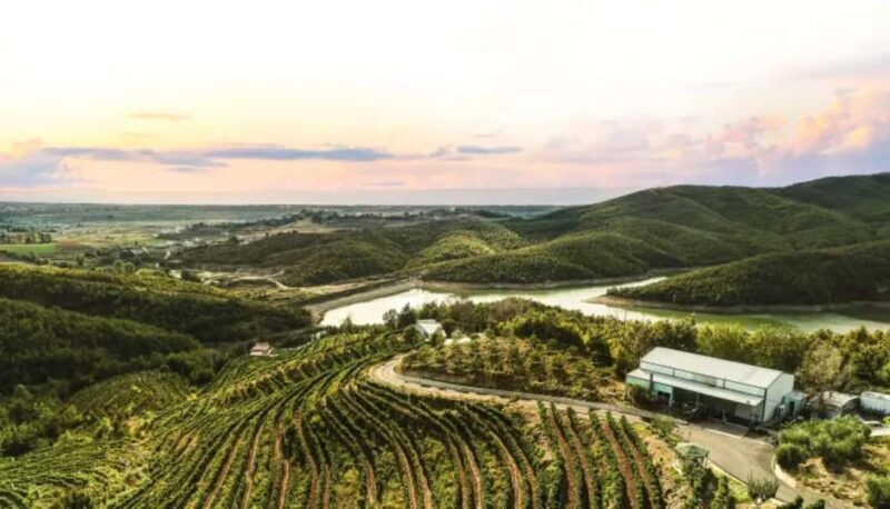 From Durres: Wine Tasting in Duka Winery - The Vineyard and Winemaking Process
