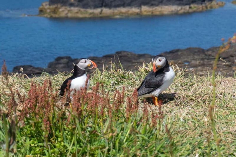 From Edinburgh: 4-Day Mull, Iona, and Staffa Islands Tour - Deep-Dive into Highlights
