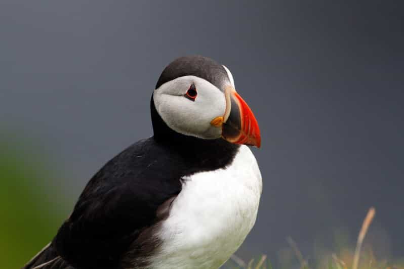 From Edinburgh: 4-Day Mull, Iona, Staffa & Puffin isles tour - An Honest Breakdown of the Itinerary