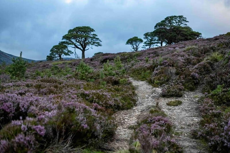 From Edinburgh: 4,000ft Mountain Hike - Scottish Highlands - An Introduction to the Highland Adventure