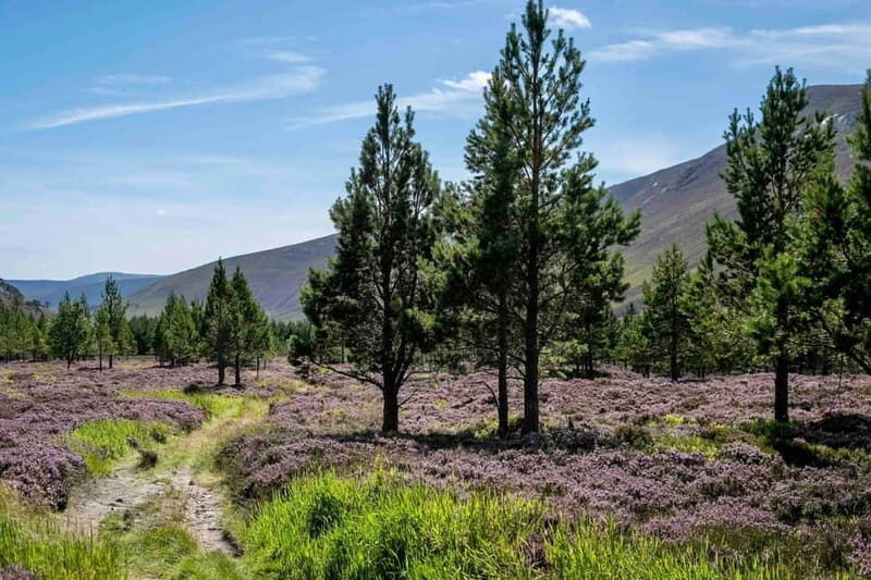 From Edinburgh: 4,000ft Mountain Hike - Scottish Highlands - The Quality of the Experience