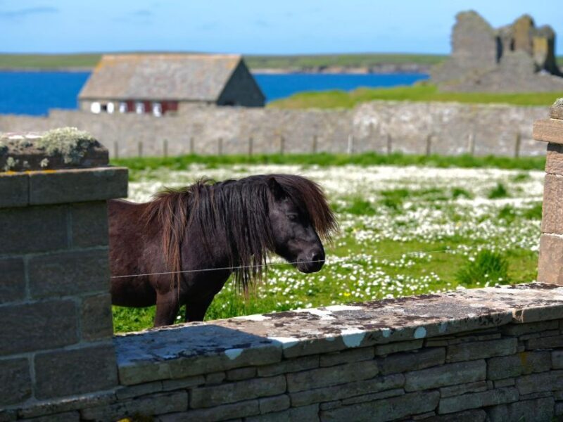 From Edinburgh: 6-Day Shetland & Nothernmost Explorer - Pricing & Value Analysis
