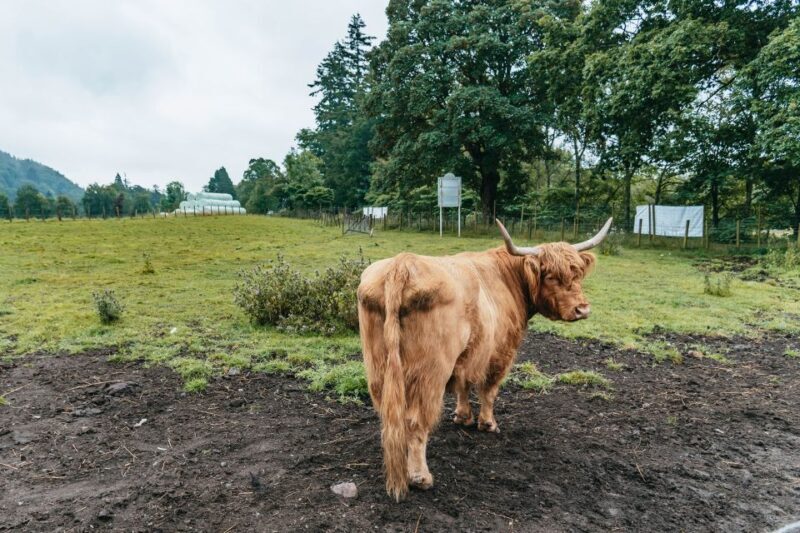 From Edinburgh: Loch Ness, Glenoce & The Highlands Day Tour - Key Points