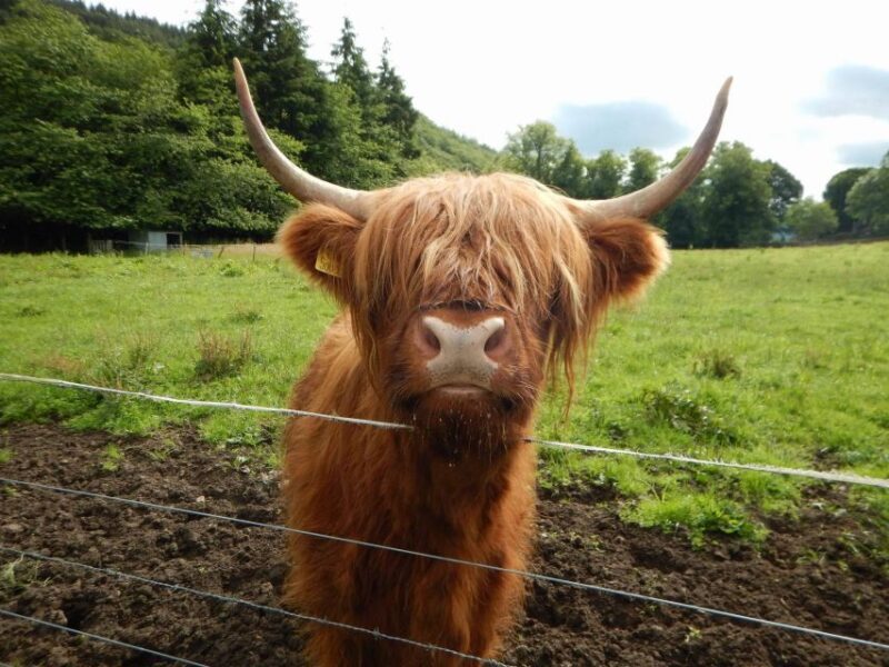 From Edinburgh: Orkney, Skye and the Far North 8 Day Tour - Practical Tips for Travelers