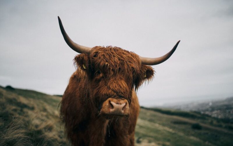 From Edinburgh: Scottish Highlands Full-Day Trip - A Complete Breakdown of the Highland Day Trip