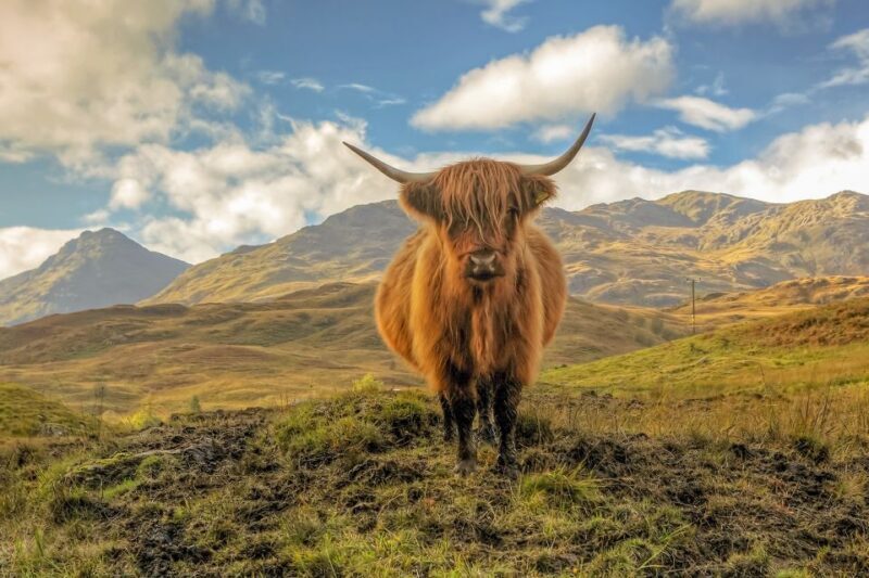 From Edinburgh: Stirling Castle, Loch Lomond & Whisky Tour - Key Points