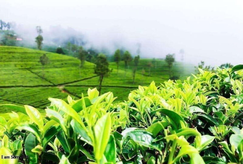 From Ella: 2-Day Tour to Nuwara Eliya and Kandy with Drop - Key Points