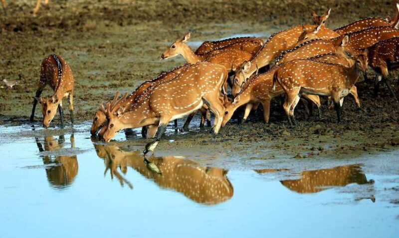From Ella: 2-Day Yala Park Safari & Transfer to Beach - FAQ