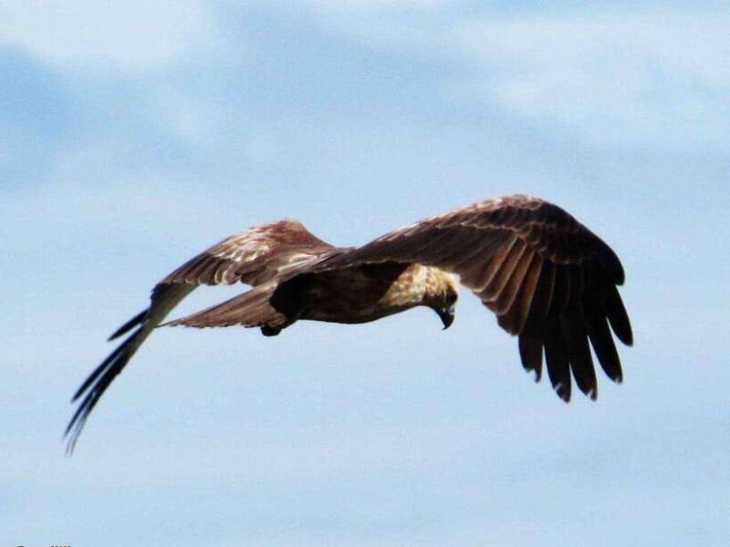 From Ella: 2-Day Yala Park Safari with Arugam Bay Drop-off - In-Depth Analysis of the Itinerary