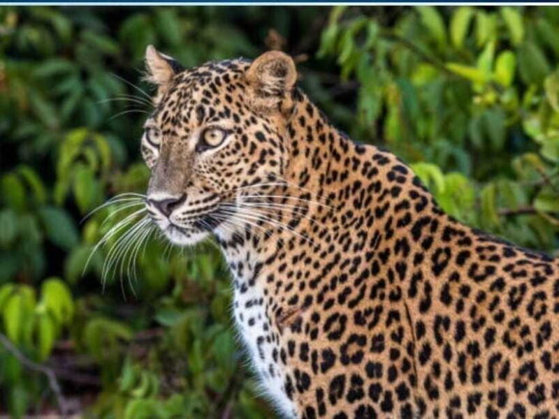 From Ella: 2-Day Yala Park Safari with Arugam Bay Drop-off - How the Cost Adds Up & What You’re Getting