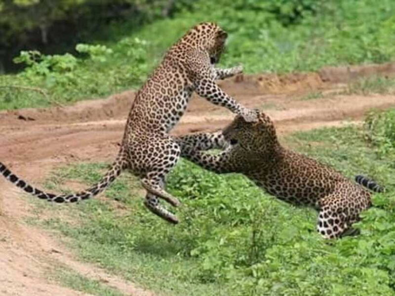 From Ella: 2-Day Yala Park Safari with Arugam Bay Drop-off - FAQs