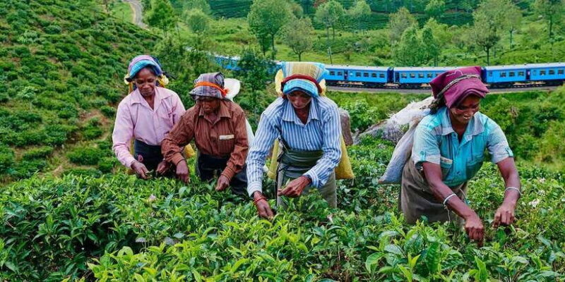 From Ella :All-Inclusive Day Trip to Experience Ella Heights - Key Points