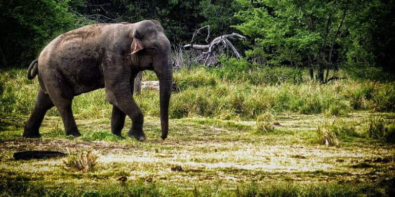 From Ella: All Inclusive Udawalawe National Park Safari - Key Points