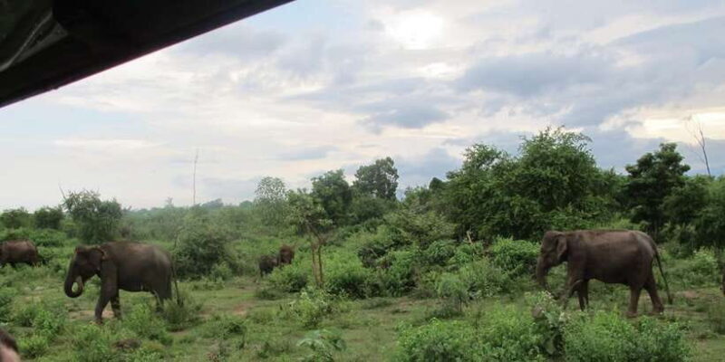 From Ella: All Inclusive Udawalawe National Park Safari - Introduction to the Safari Experience