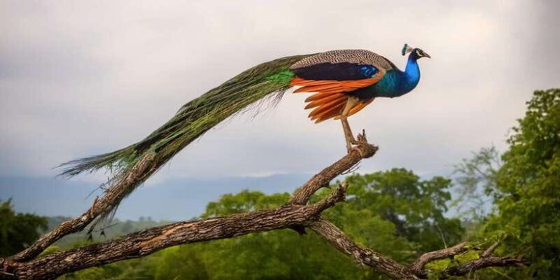 From Ella: All Inclusive Udawalawe National Park Safari - Authentic Encounters and Guide Excellence